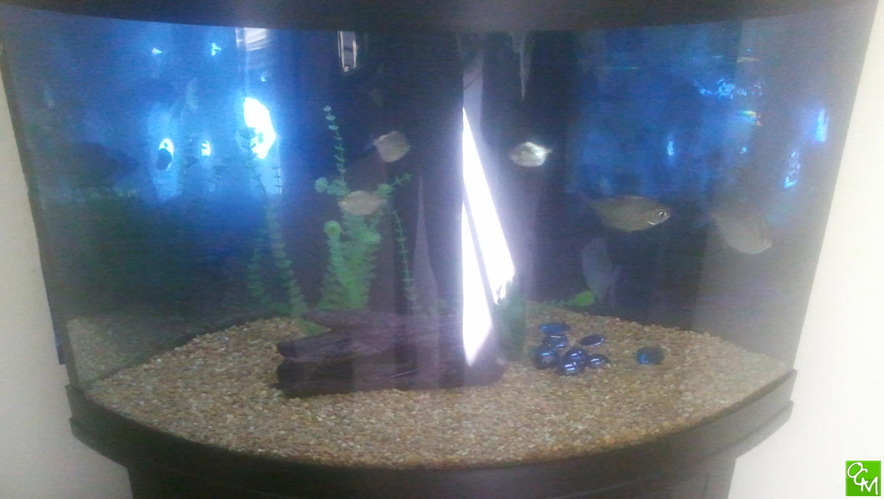 Aquarium Fish Care for Beginners | Oakland County Moms